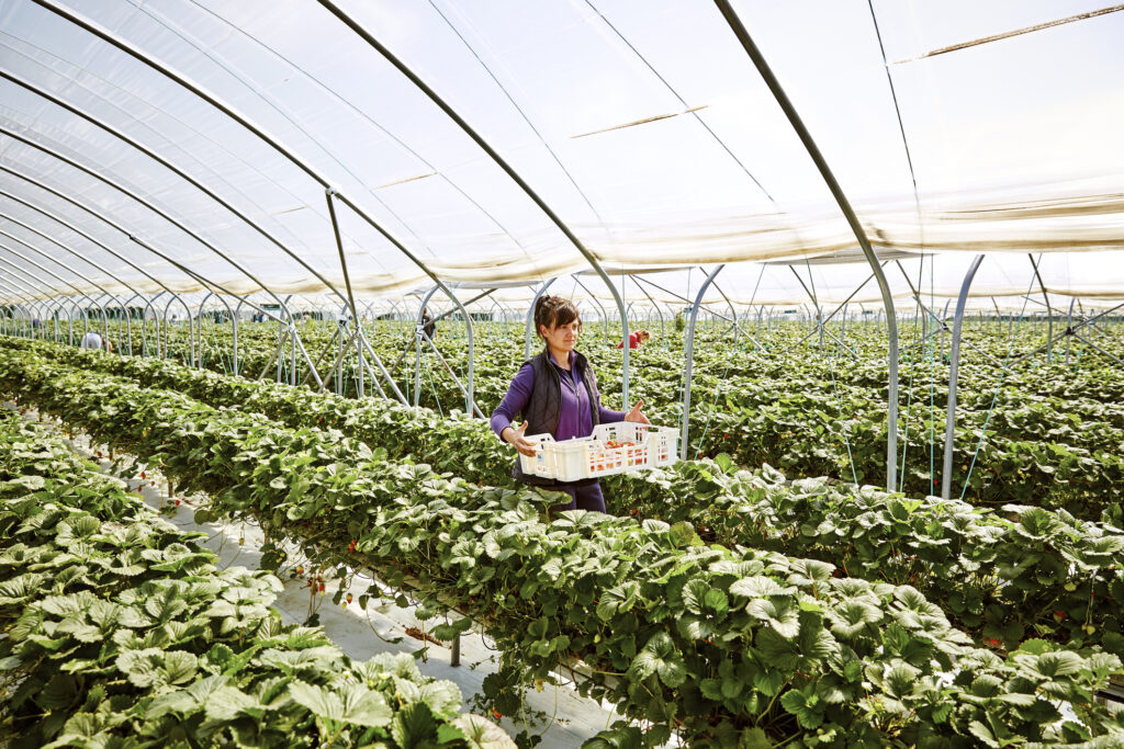 Check – Farming Innovation Programme