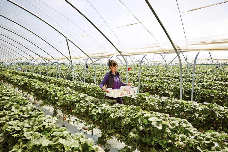 Check – Farming Innovation Programme