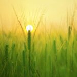 Farming Innovation Programme – Farming Innovation Programme